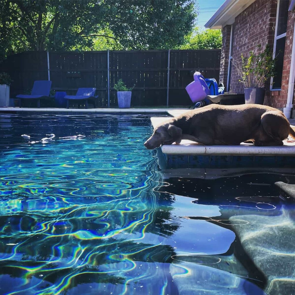 A Look Back to a Brutally Hot Summer & A Look Forward to Fall Pool Use